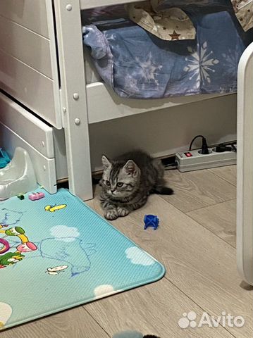 Британские котята