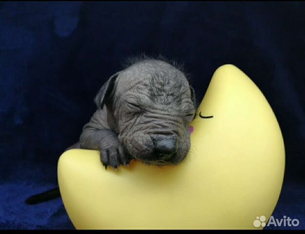 Ксолоитцкуинтли щенки