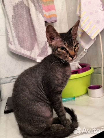 Донской сфинкс браш