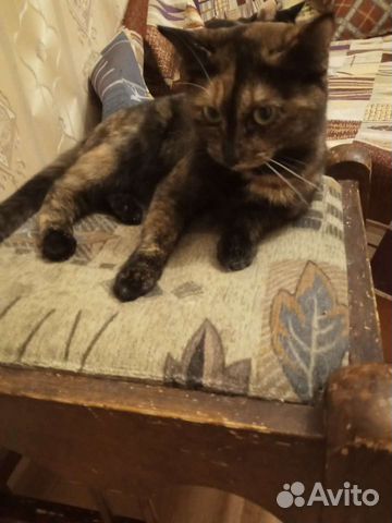 Котенок подросток черепахового окраса добрая и неж