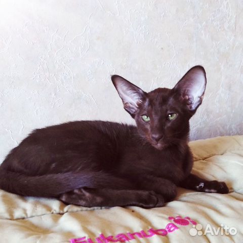 Ориентальные котята