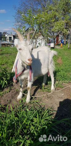 Коза дойная