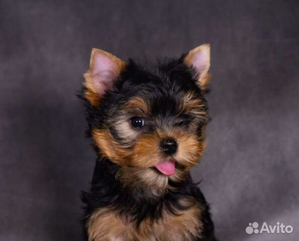 Мальчик Йоркшир