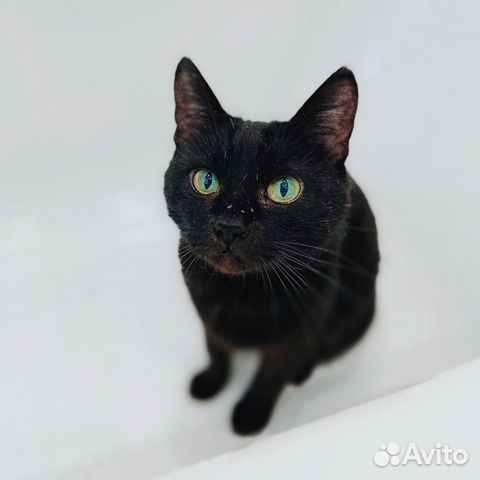 Кошка Шакира очень ласковая в добрые руки