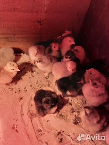 Цыплята брама