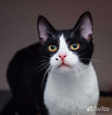 Озорной Мартин ищет себе друга на всю жизнь