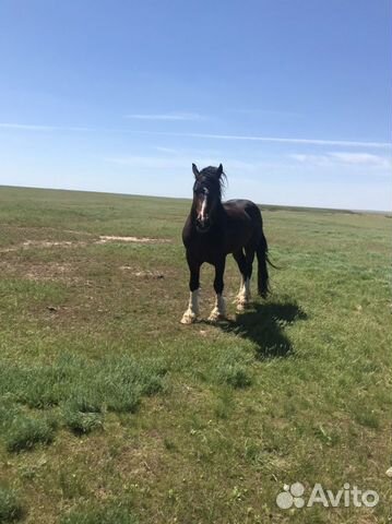 Владимирский тяжеловоз