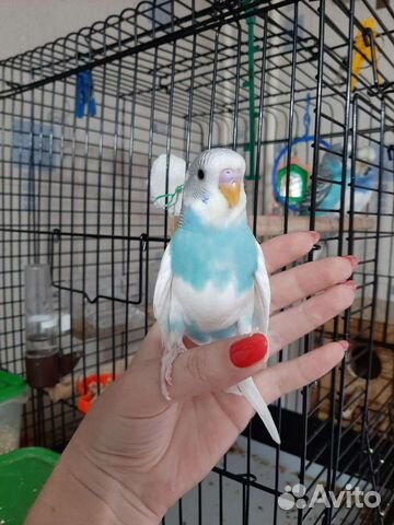 Попугай молодой