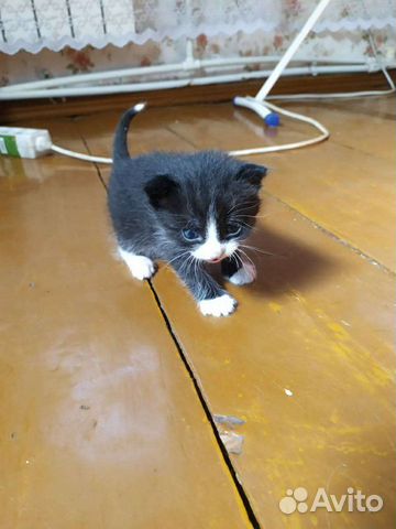 Котёнок мальчик сибирский пушистый
