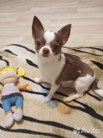 Вязка чихуахуа