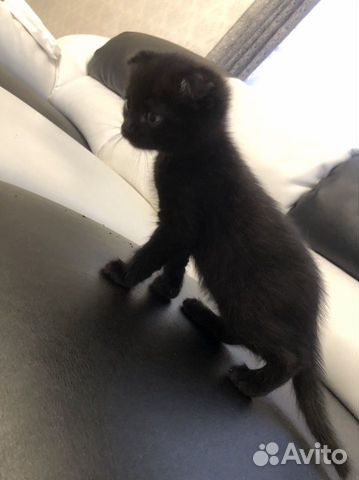 Котенок