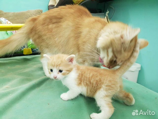 Котята в добрые руки бесплатно