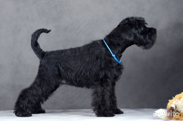 Цвергшнауцер щенки черный окрас