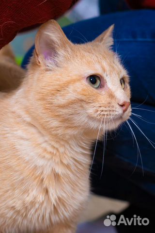 Классный рыжий кот