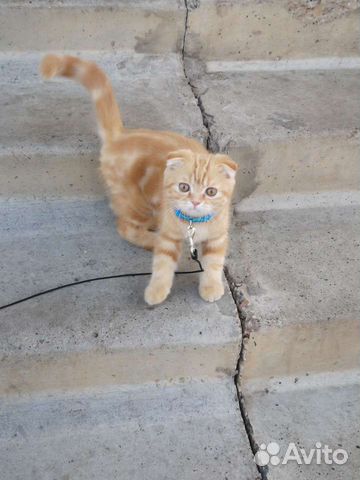 Котенок шотландский вислоухий