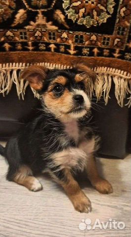 Собаки щенки Йоркширский терьер