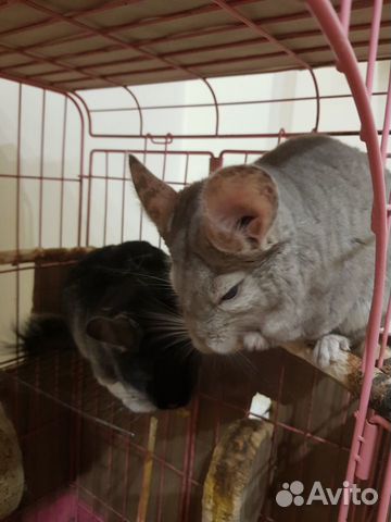 Парочка шиншилл с клеткой или без