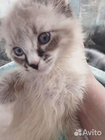 Рэгдоллы -пушистики