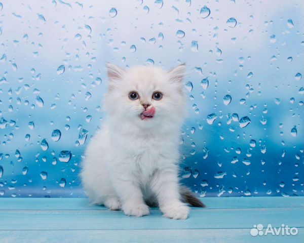 Британские котята