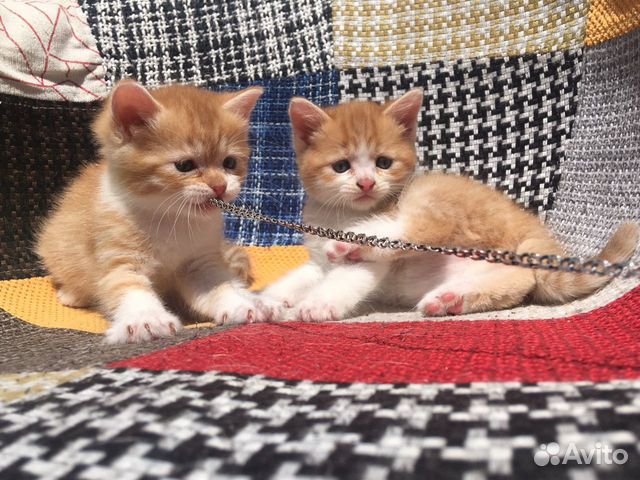 Озорные рыжики