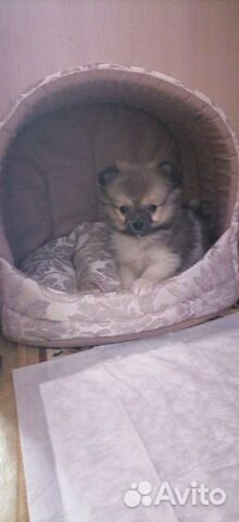 Щенок Немецкого карликового шпица