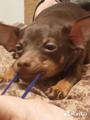 Приглашаем на вязку девочек Той-терьера