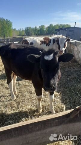 Бык и телка