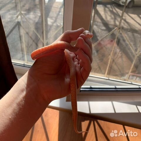 Королевская змея с террариумом и декором