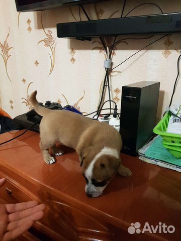 Маленькая собака щенок
