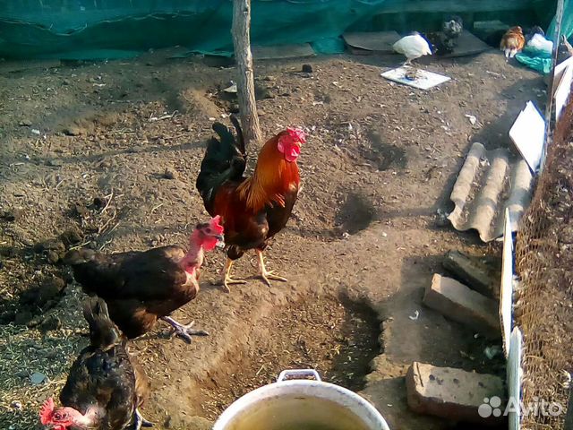 Пятух годовалый