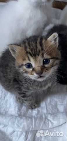 Котята в добрые руки, мальчики. Белый, тигр, черны