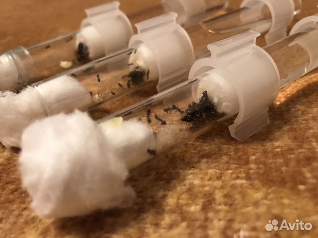 Муравьи Lasius niger (Черный садовый муравей)