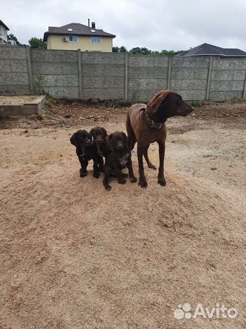 Продам щенков курцхаара