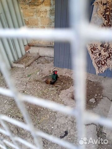 Продам фазанов