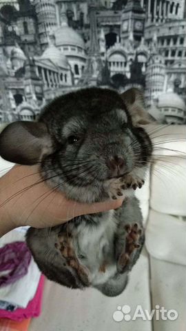 Шиншилла 2.5 месяца