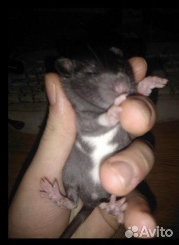 Преколдэсные крысятки