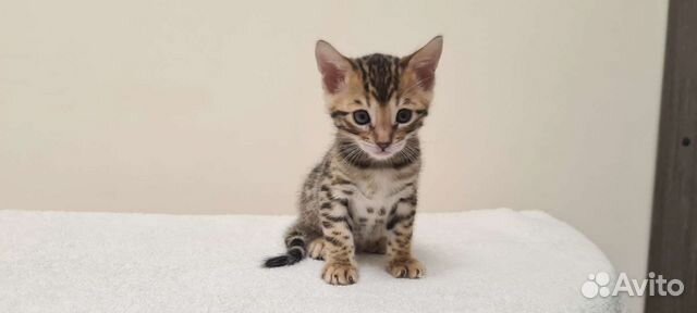 Бенгальские котята