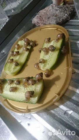 Отдадим улиток Ахатин