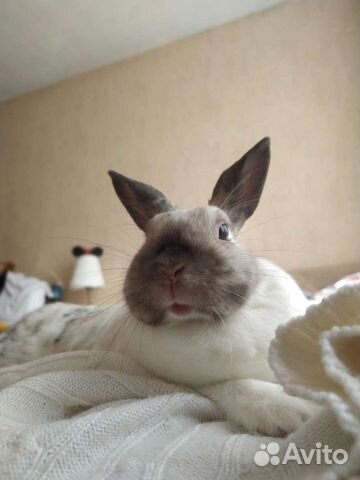 Крольчиха в добрые руки
