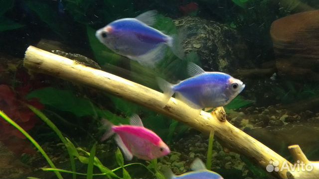 Тернеция глофиш