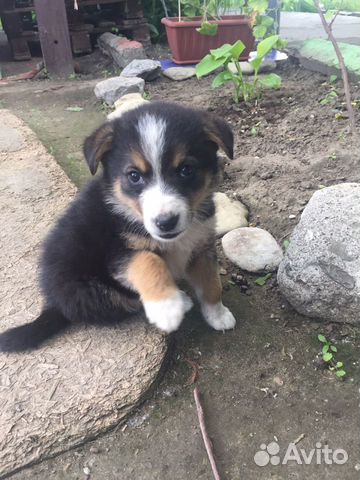 Щенок в добрые руки