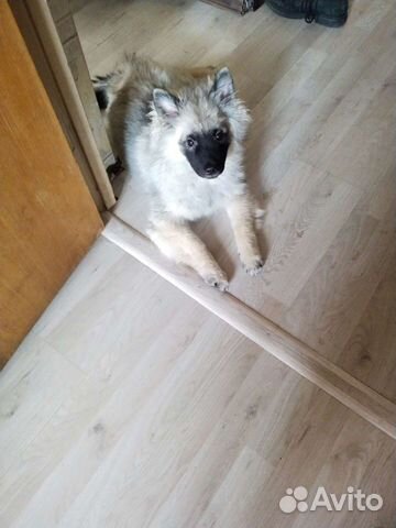 Собака в добрые руки щенок