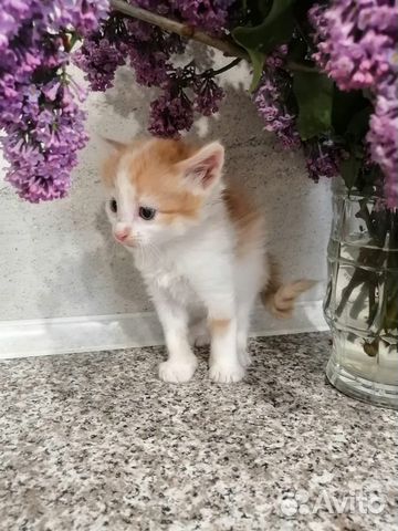 Отдам котенка в добрые руки