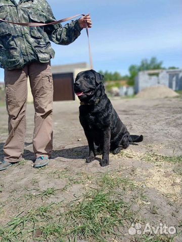 Дорадо ищет дом