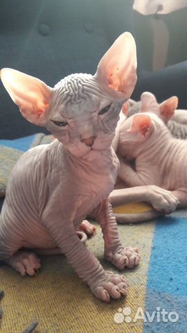 Донской сфинкс котята