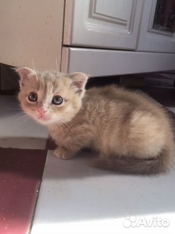 Котенок в добрые руки