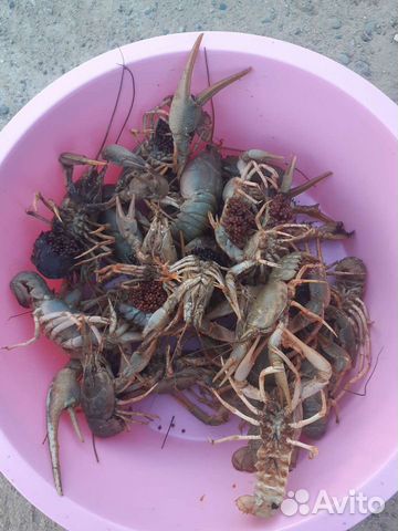 Самки рака на зарыбление