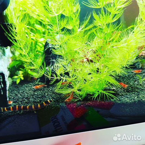 Креветки cherry вишня