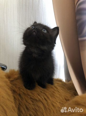 Британские котята