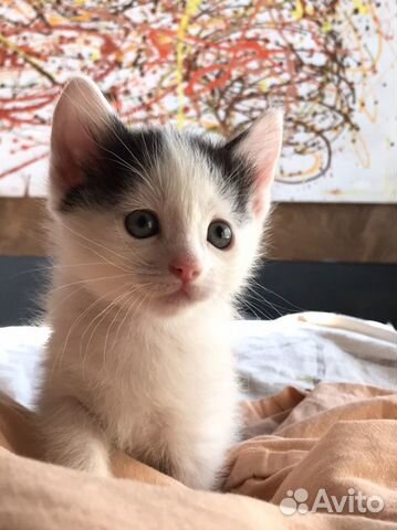 Котята Московские